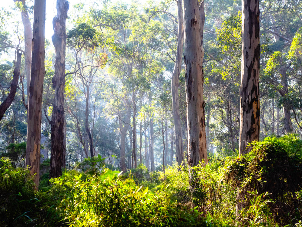 A Mid-Summer Noon in the Australian Forest – Ramrowriter